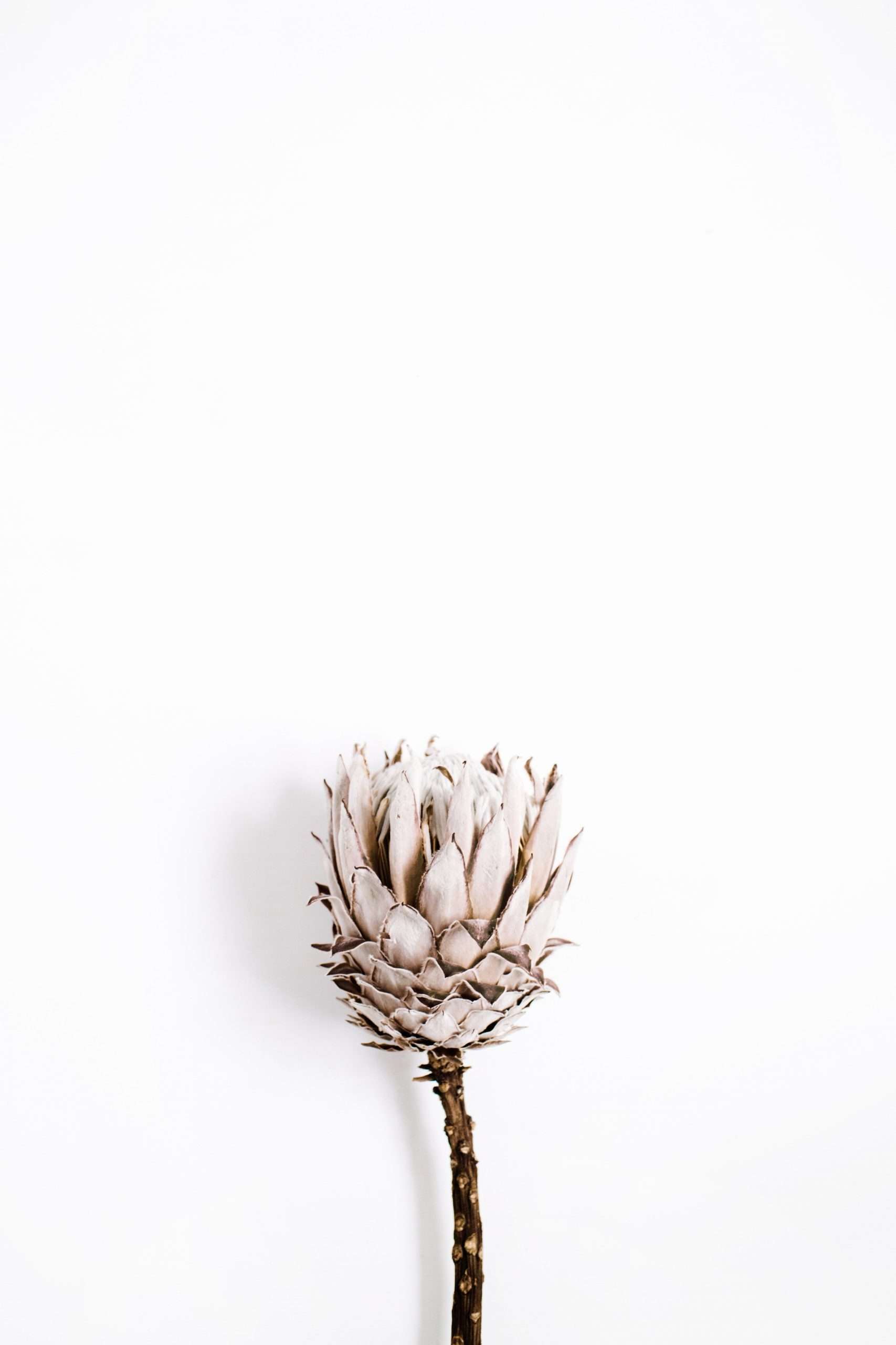 Overcome Spiritual Distractions and Focus on God » Author Heather Bixler